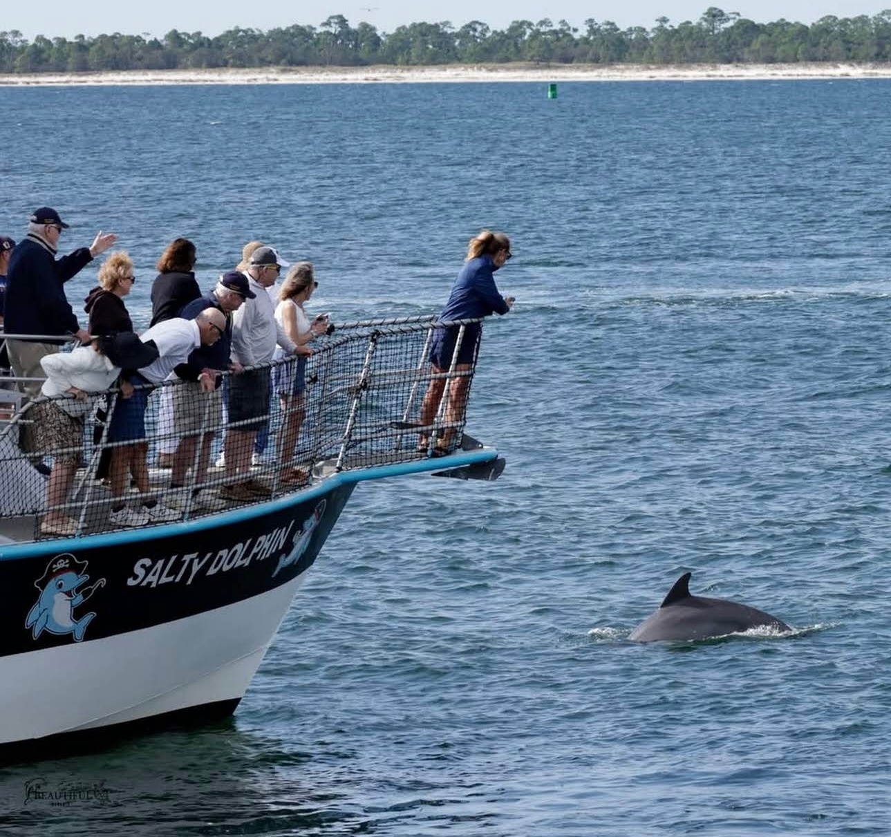 Private Dolphin Tour: Up to 25 | Frisky Mermaid Dolphin Cruises